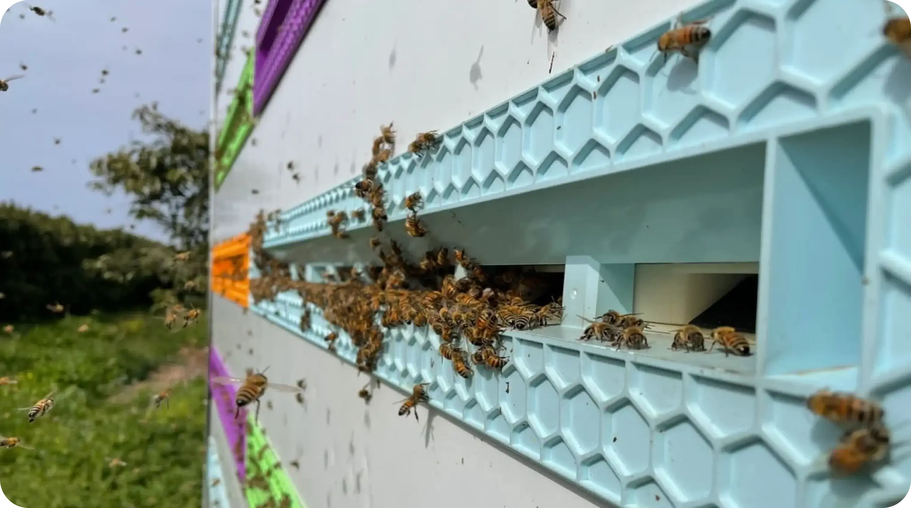 Superior pollination for growers with AI and Robotics | Beewise